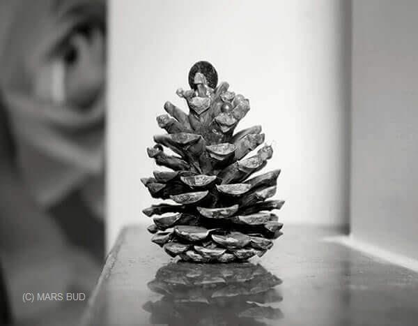 Mars Bud Photography