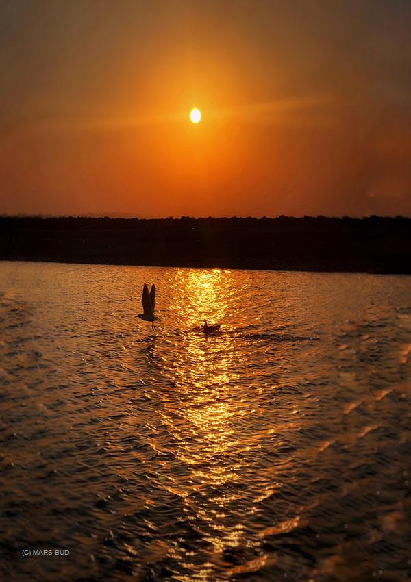 Mars Bud Photography